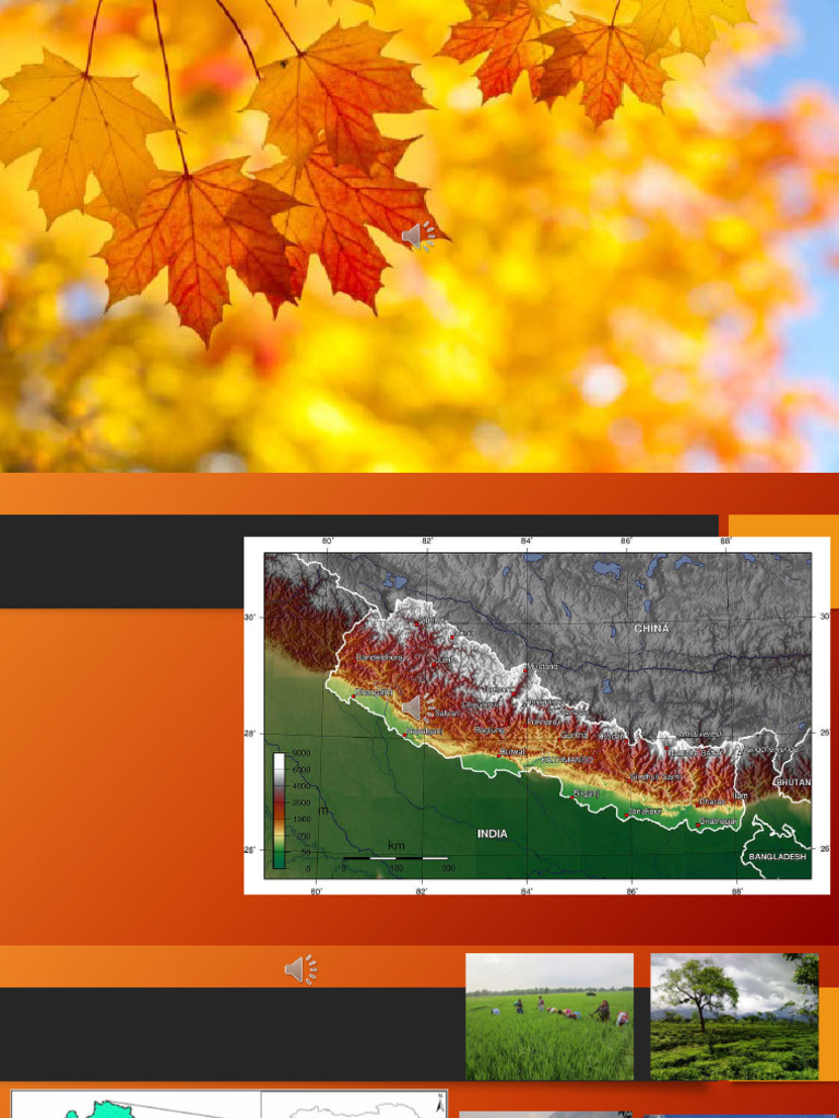 Christena Sugar Maple Production in Nepal | PDF | Maple | Trees