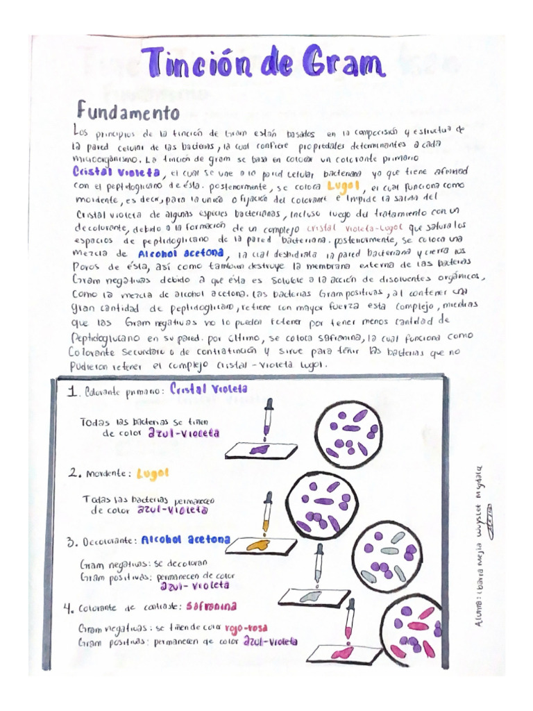 Tinciones Y Ejemplos Bacterias | PDF
