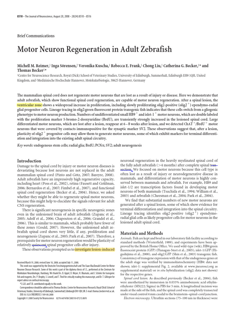 Motor Nueron Regeneration in Adult ZF | PDF | Neuron | Motor Neuron