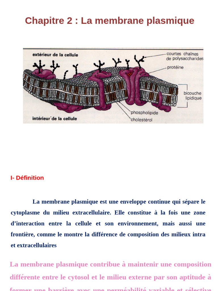 Membrane Plasmique GBM-1 | PDF | Membrane cellulaire | Synapse