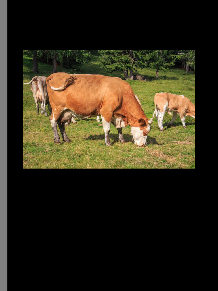 LECHE CON HORMONAS de DIEGO ZAID DENIS LOPEZ | PDF | Vacas | Leche