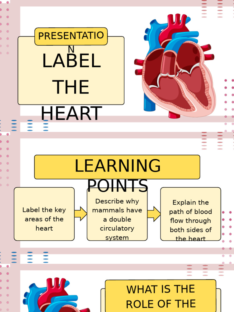 Parts of The Heart Anatomy Biology Presentation in A Colorful Bold ...
