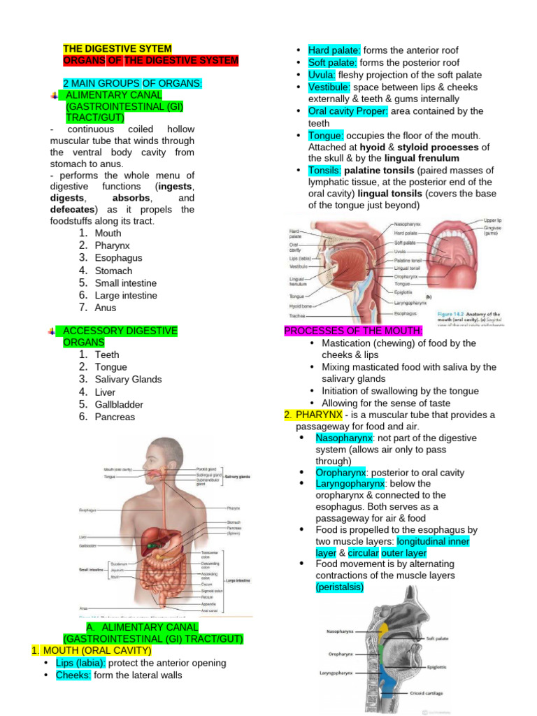 The Digestive Sytem Transes | PDF | Human Digestive System | Digestion