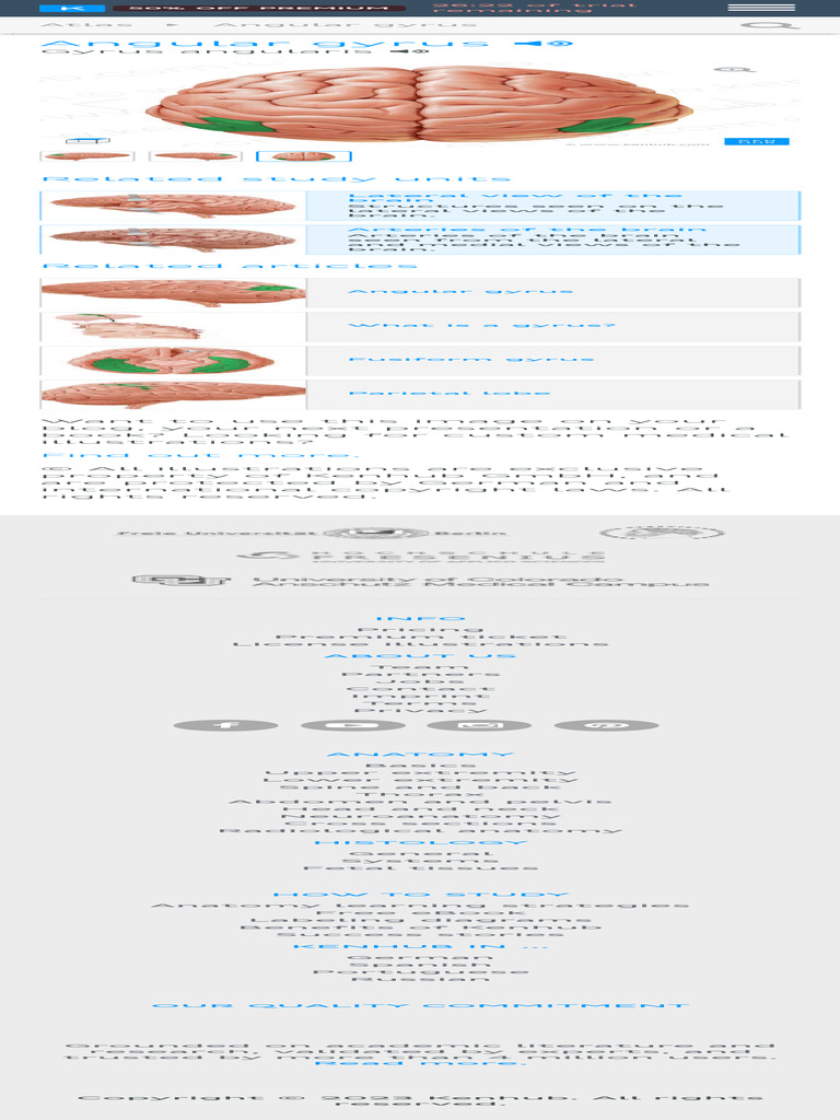 Angular Gyrus (Gyrus Angularis) Kenhub | PDF