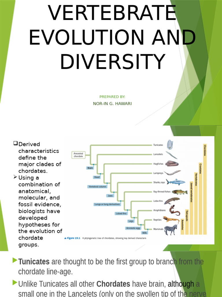 Vertebrate Evolution and Diversity | PDF | Reptile | Amphibian