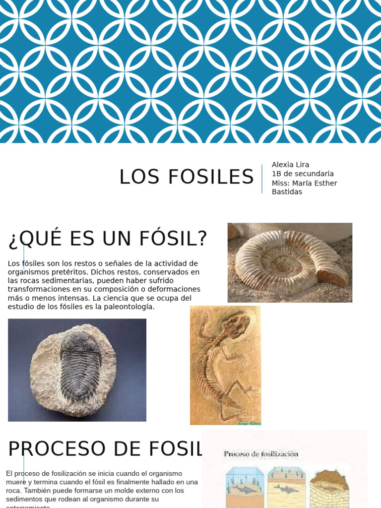 Los Fosiles | PDF | Fósil | Biología