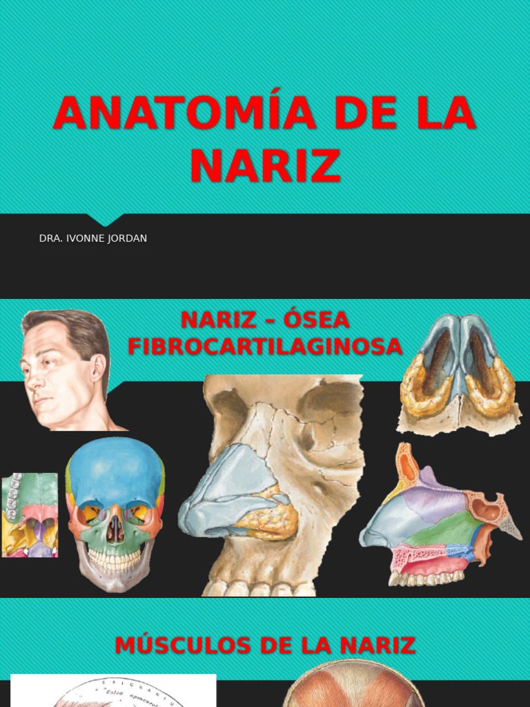 Anatomía de La Nariz | PDF