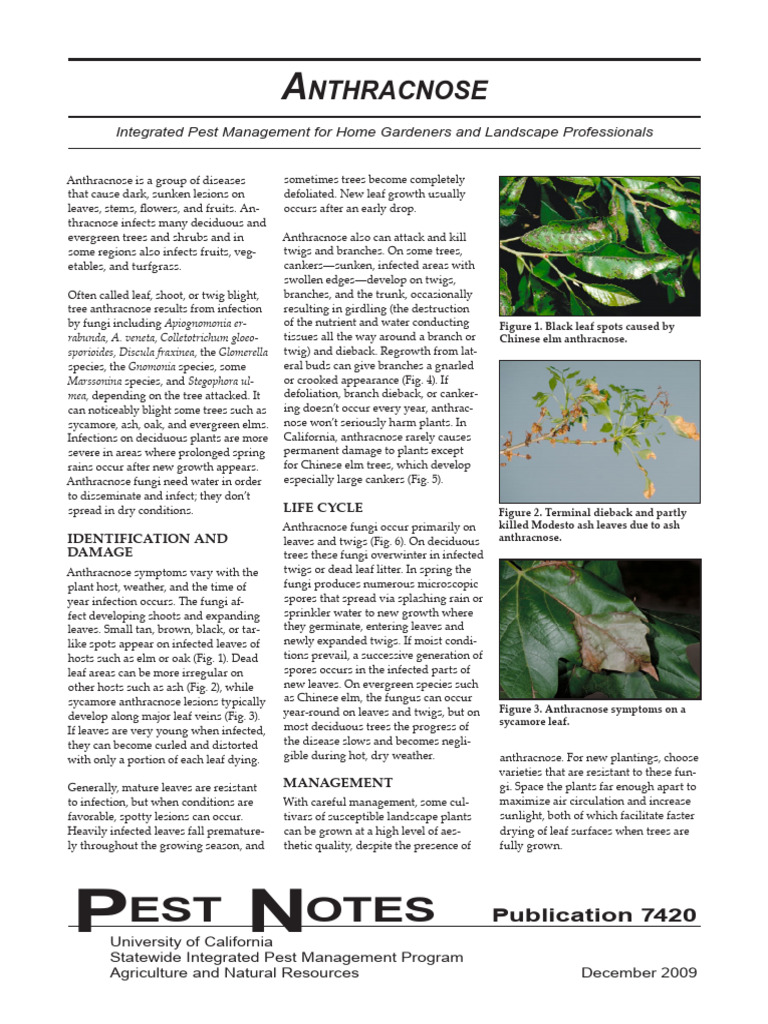 anthracnose-cal (1) | PDF | Trees | Leaf