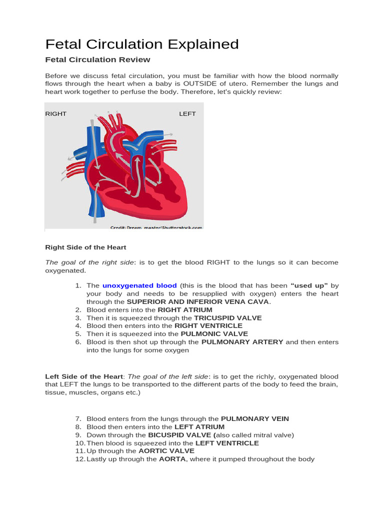 Fetal Circulation Explained | PDF | Circulatory System | Heart Valve