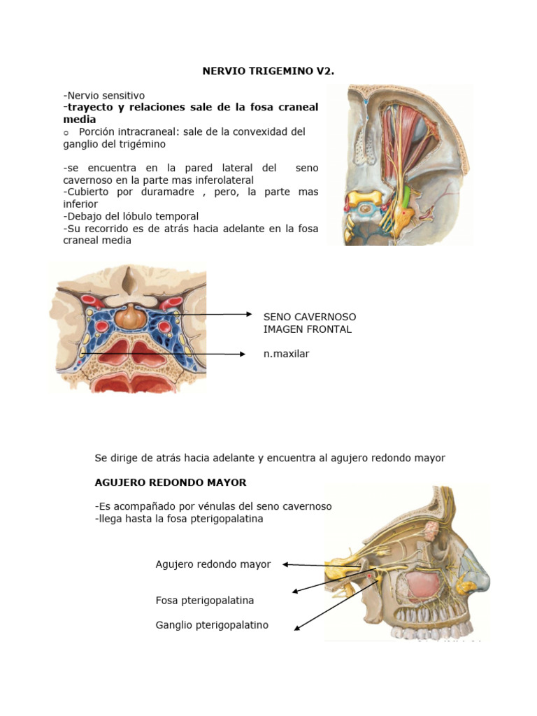 Nervio Trigémino V2: Anatomía y Ramas | PDF | Nariz humana | Cabeza y ...