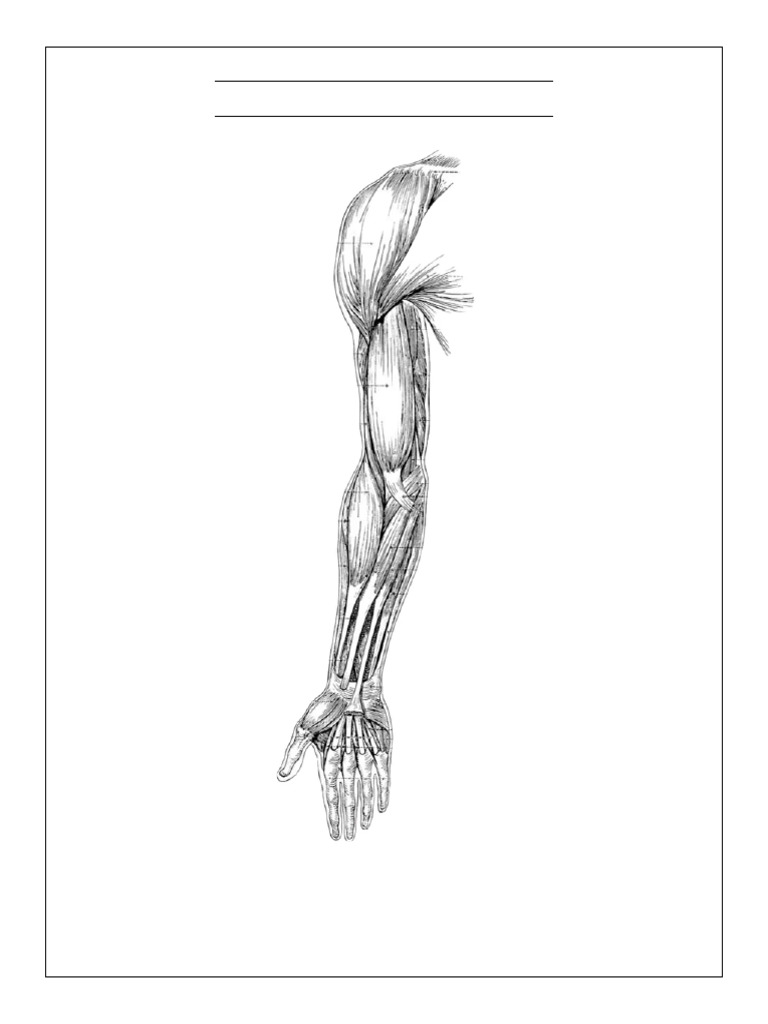 Anatomy-Template 4 | PDF