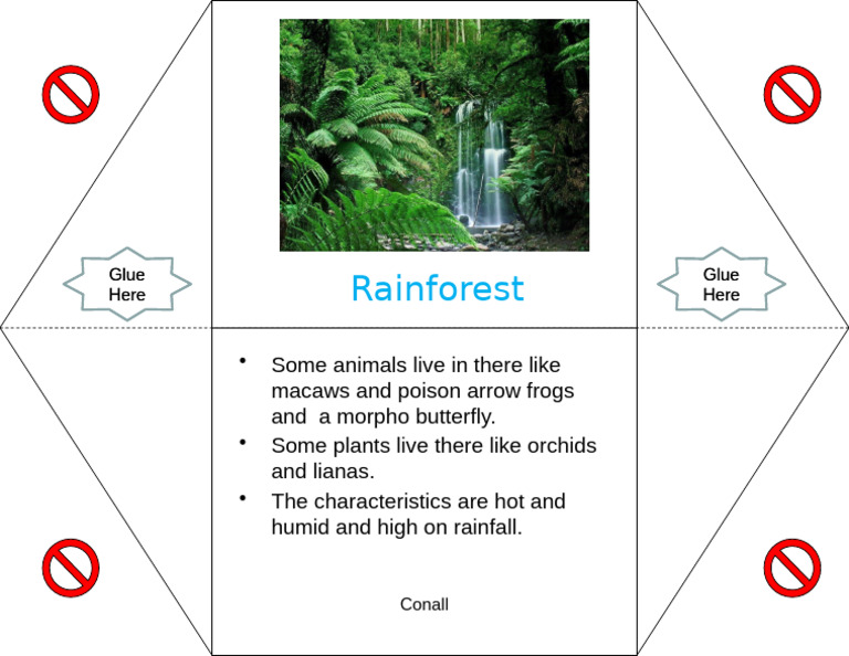 Rainforest | PDF
