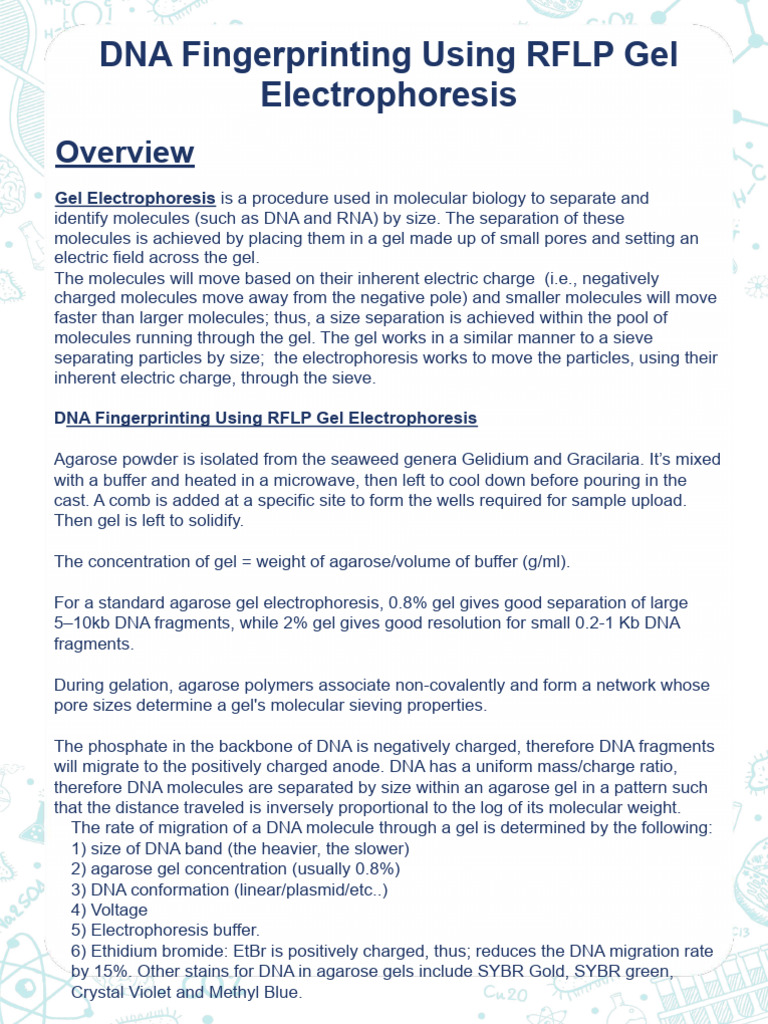 BIO Fingerprinting Using Gel Electrophoresis PDF English | PDF | Gel ...