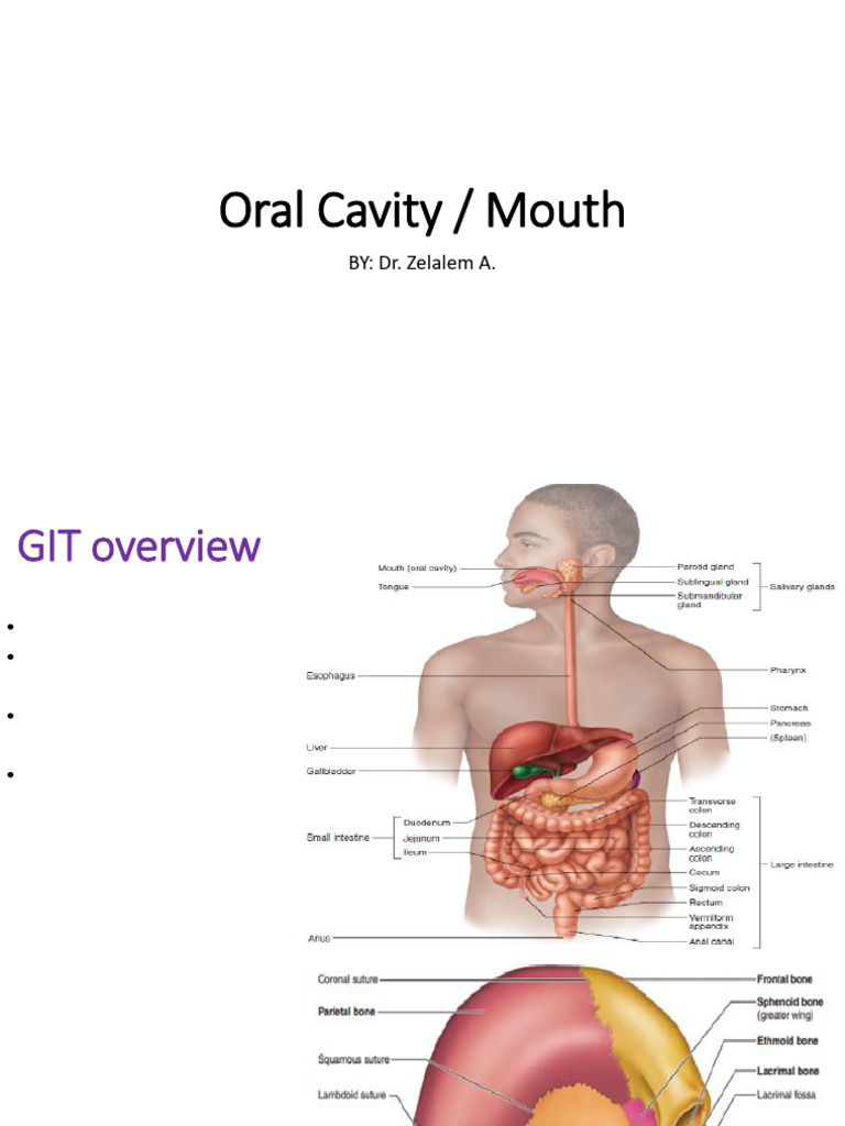 Oral Cavity | PDF | Dental Anatomy | Tongue
