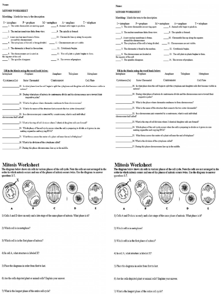 Mitosis Activity Sheet | PDF