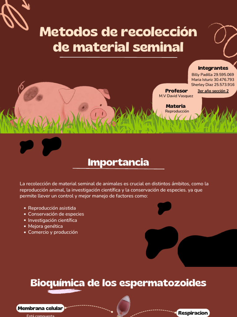 Metodos de Recoleccion Seminal | PDF | Semen | Eyaculación