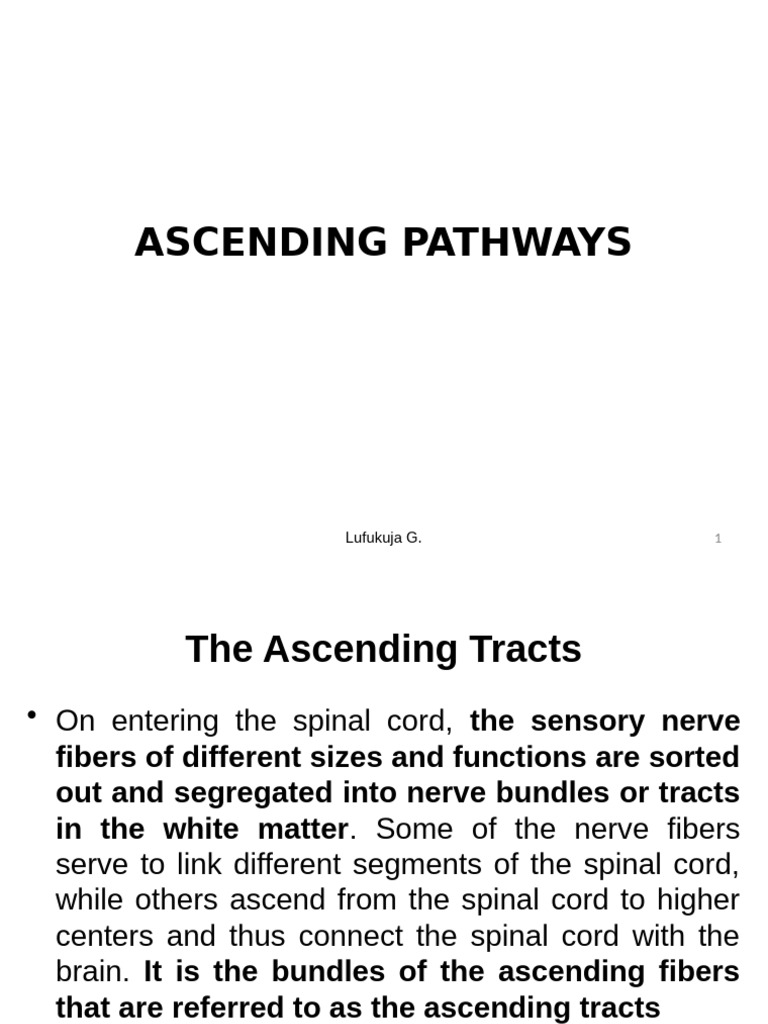 Pain and Temperature Pathways Explained | PDF | Spinal Cord | Nerve