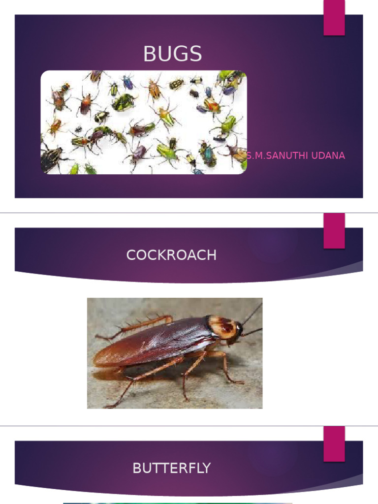 Bugs | PDF