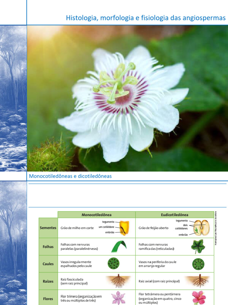 aula 7 Histologia, anatomia e fisiologia de angiospermas | PDF | Raiz ...