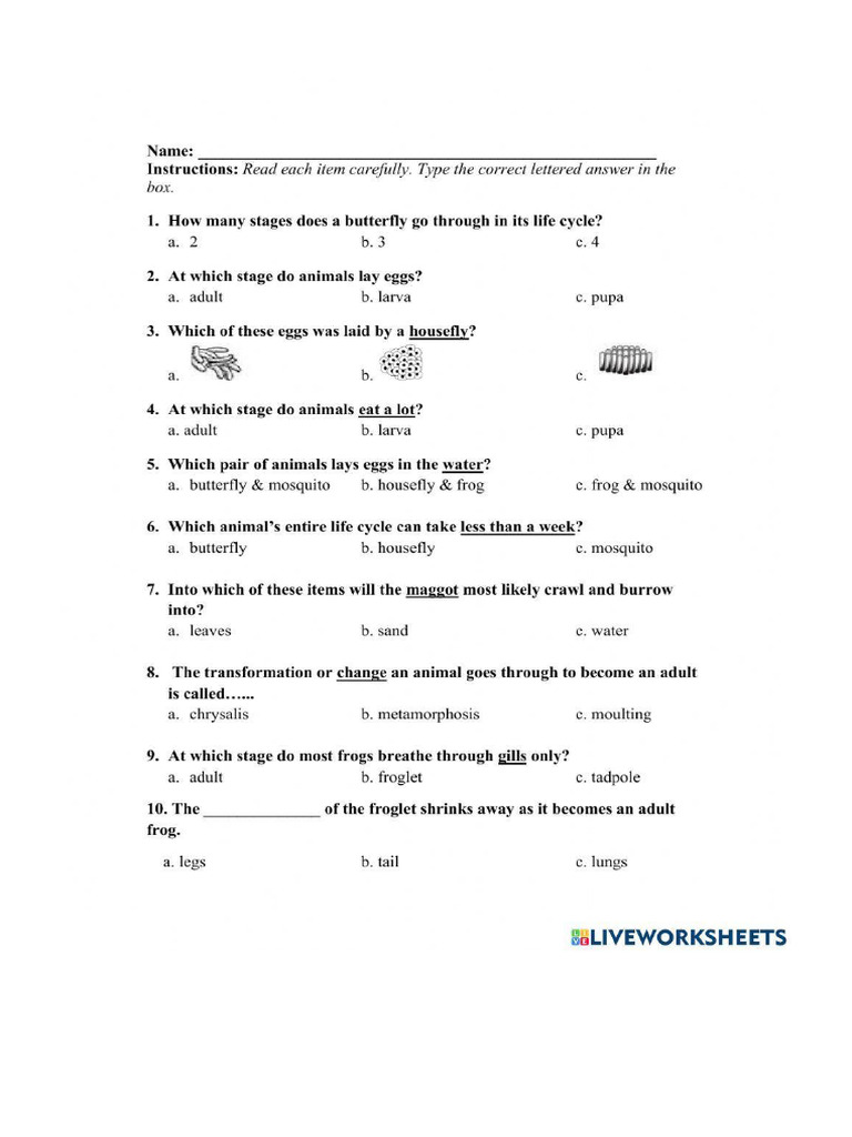 Life Cycles of Animals Worksheet | PDF