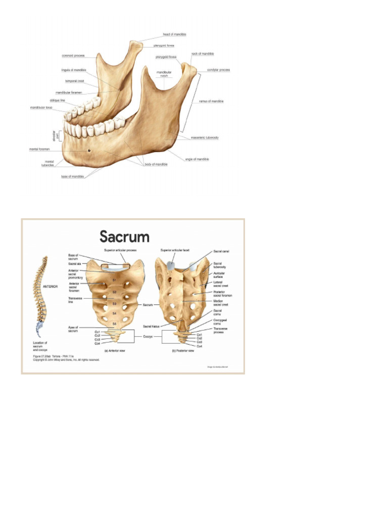 Bones | PDF