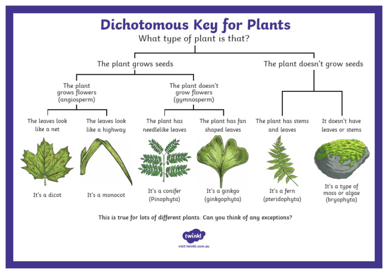 Au SC 2444 Dichotomous Key For Plants - Ver - 5 | PDF