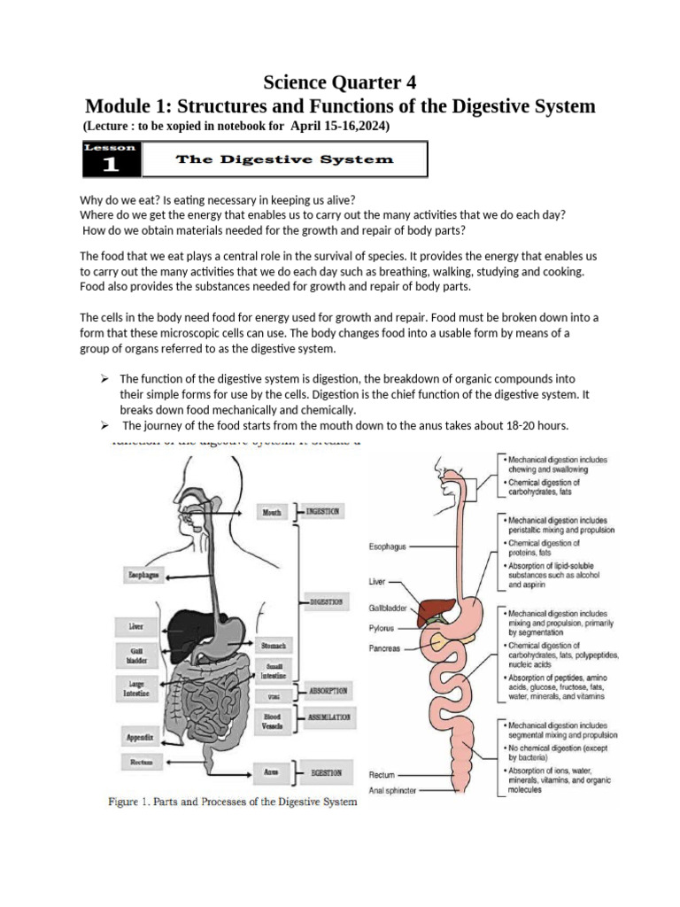 Digestive System: Structure & Function | PDF | Small Intestine | Stomach
