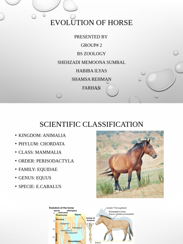 evolution of horse | PDF | Equus (Genus) | Horses