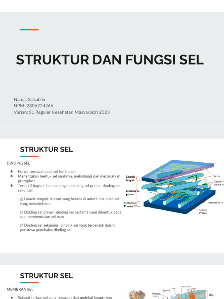 Salsabila - PPT IBD 1 Struktur Dan Fungsi Sel - S1 Reguler Kesehatan Masyarakat 2023 | PDF