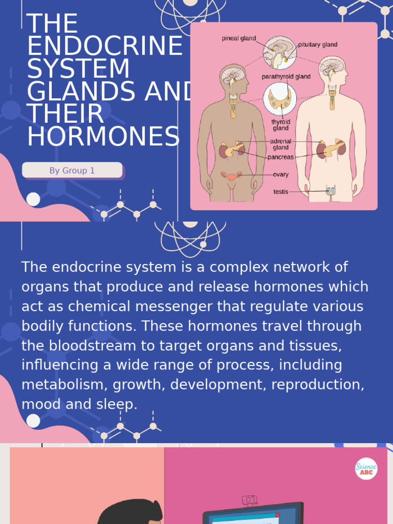 Endocrine System Glands and Hormones | PDF | Pituitary Gland ...