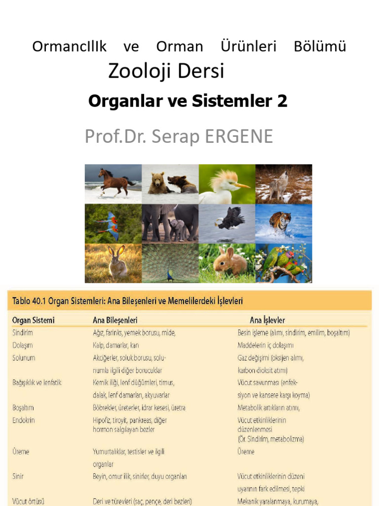 ORM 105 Zooloji Organ2 Iki | PDF