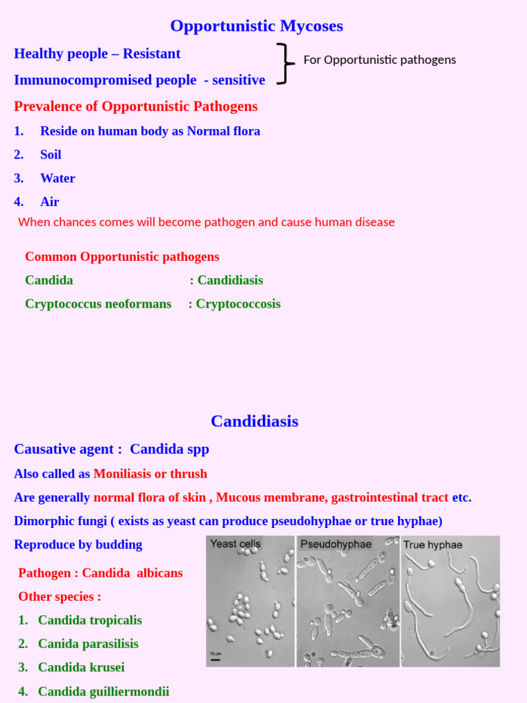 Understanding Candidiasis and Its Pathogens | PDF | Candidiasis ...