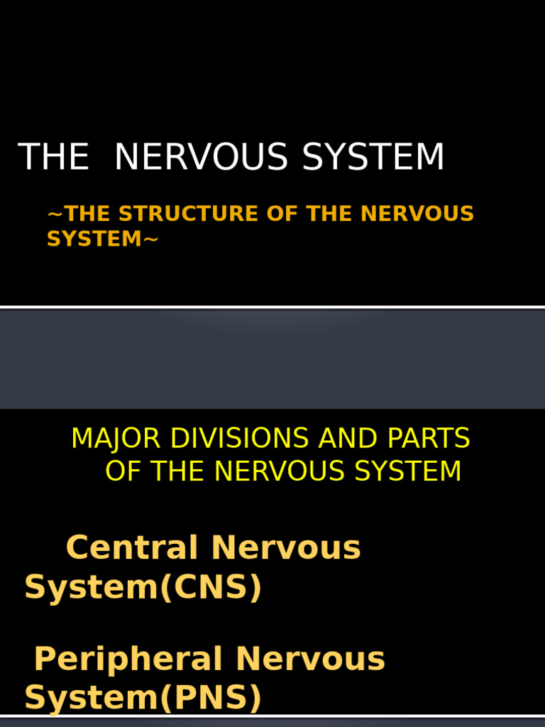 Lecture 4 QTR 3 - The Nervous System | PDF | Neuron | Central Nervous System
