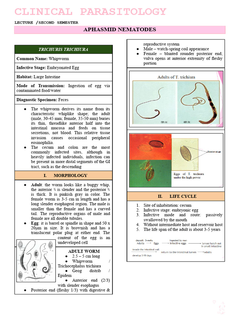 Aphasmid Nematodes Transes | PDF | Medical Specialties