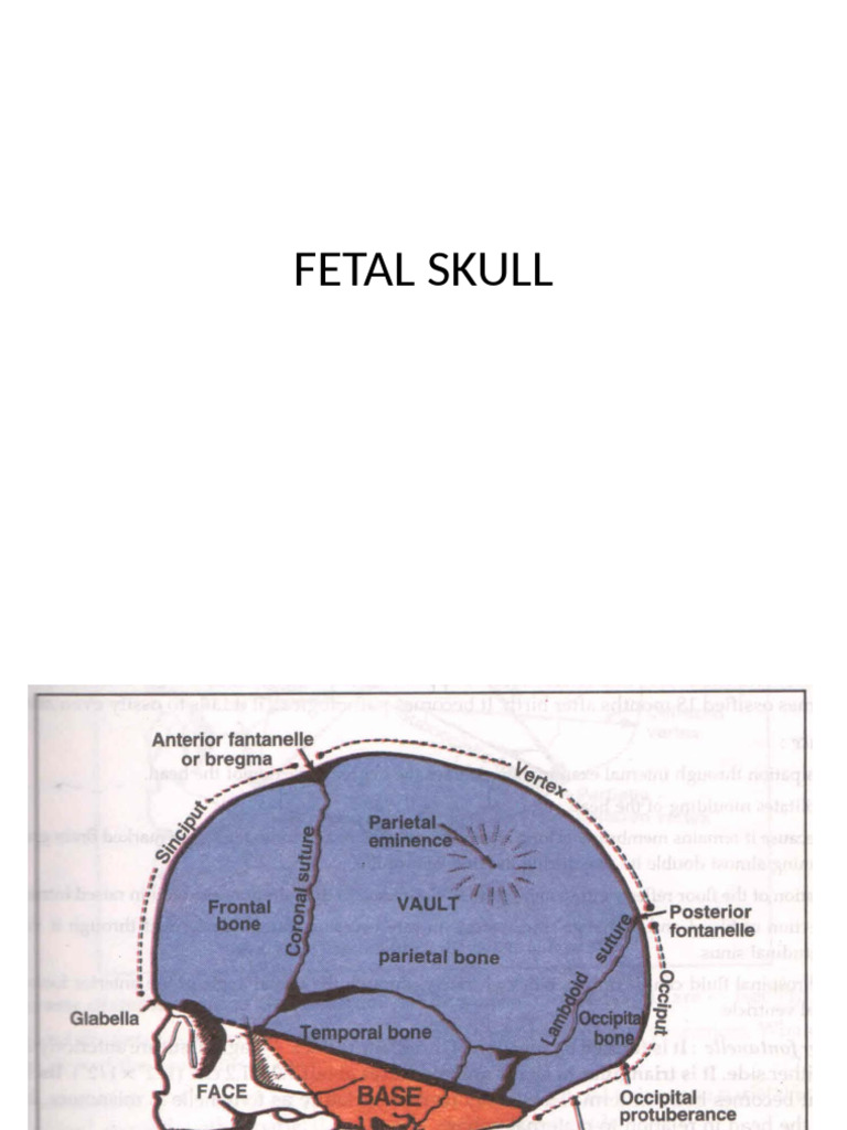 Understanding the Fetal Skull Anatomy | PDF
