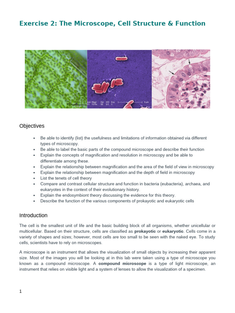 The Microscope & Cell Structure and Function | PDF | Cell (Biology ...