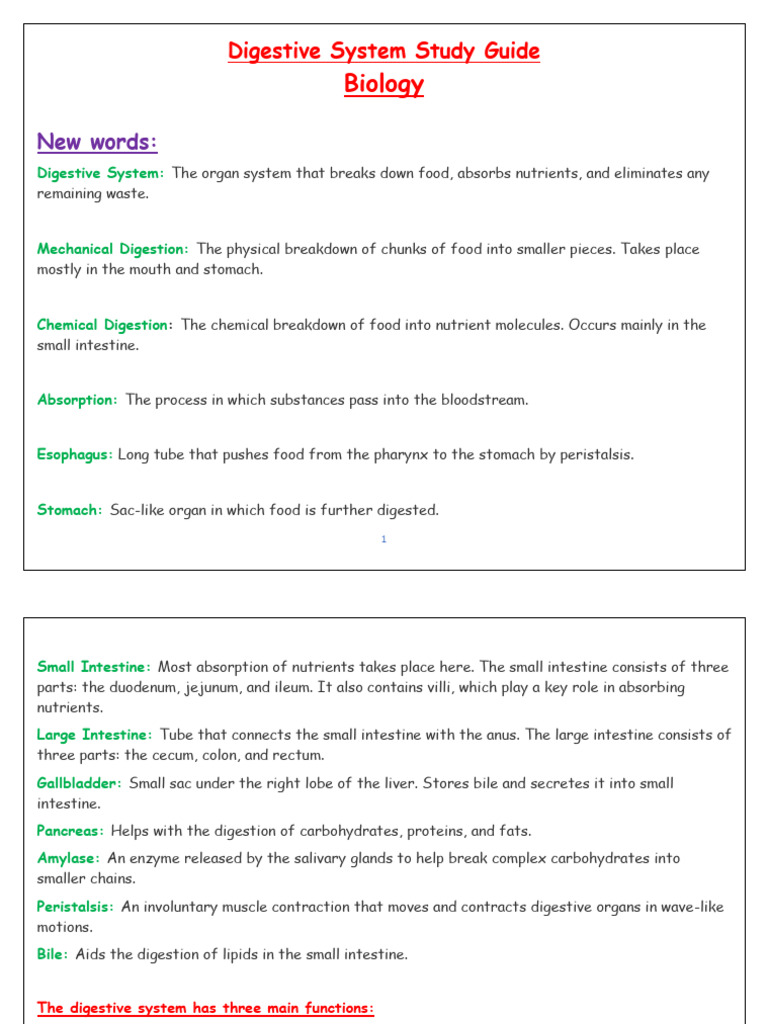 Digestive System Study Guide | PDF | Small Intestine | Digestion