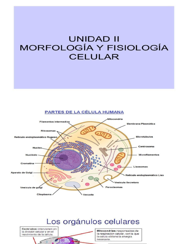 2da Clase de Histología | PDF