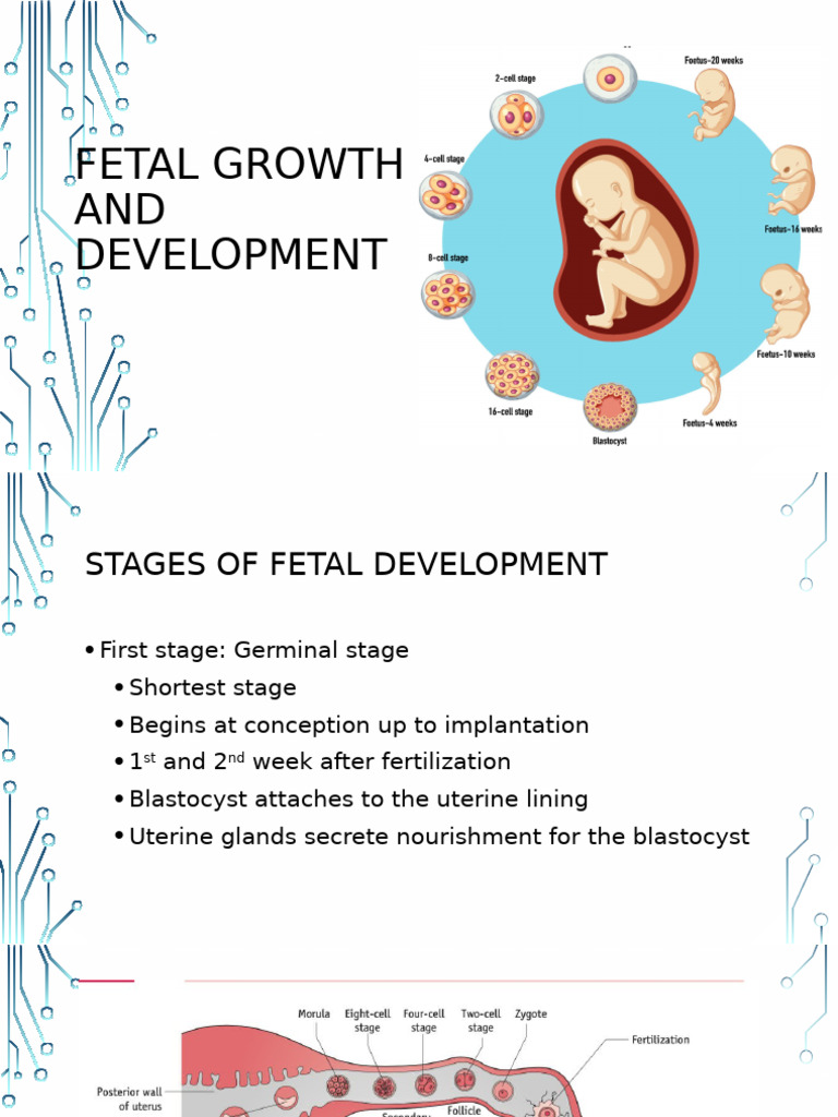 Stages of Fetal Development Explained | PDF | Lung | Atrium (Heart)