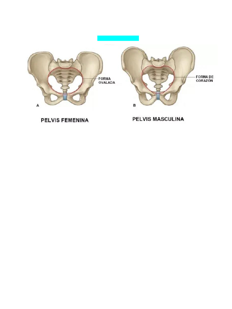 Partes de la Cavidad Pélvica | PDF | Pelvis | Anatomía humana