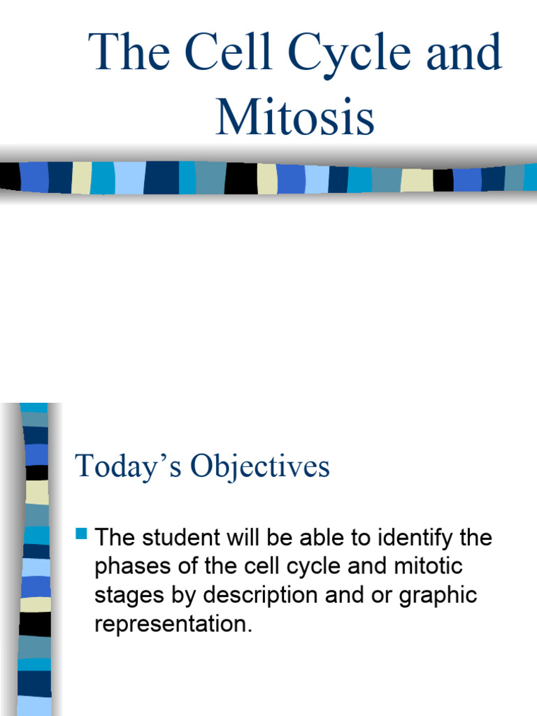Mitosis and Cell Cycle Powerpoint | PDF | Mitosis | Chromosome