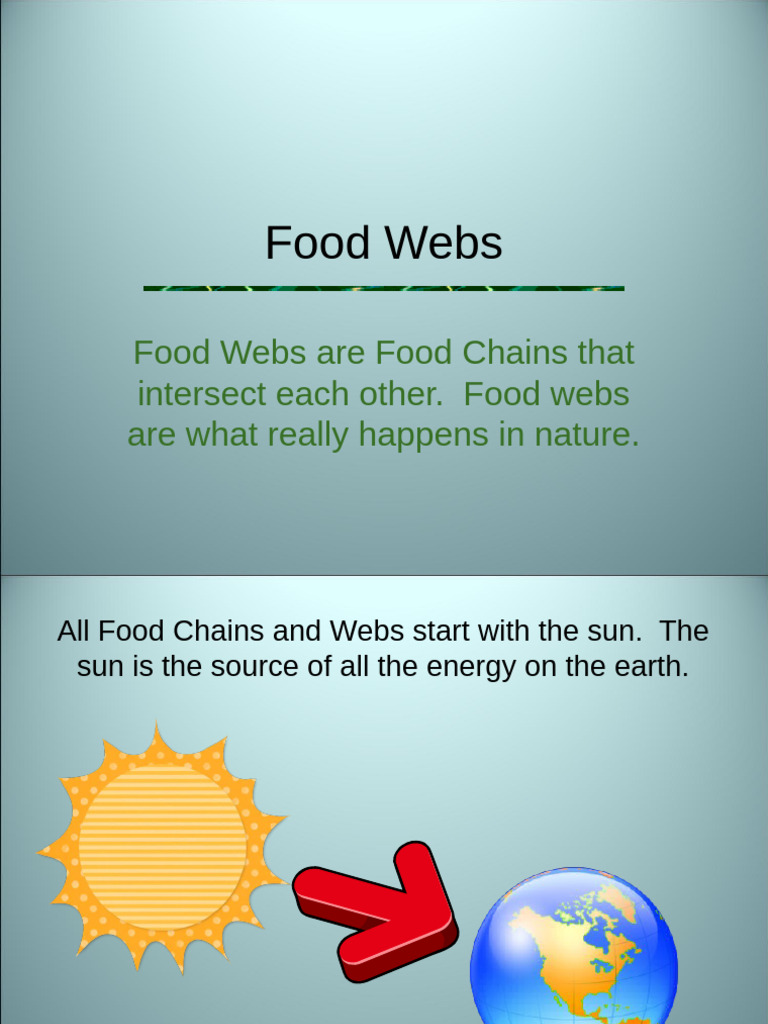 Food Webs | PDF