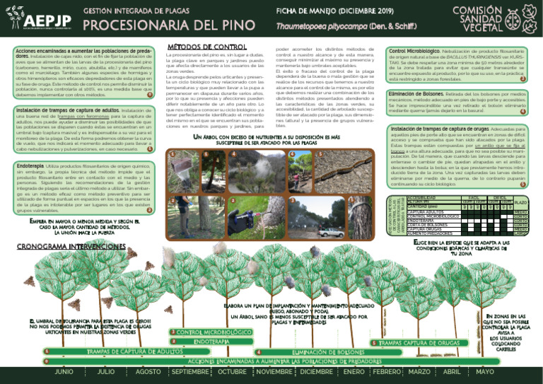 Ficha Manejo Procesionaria | PDF | Insectos