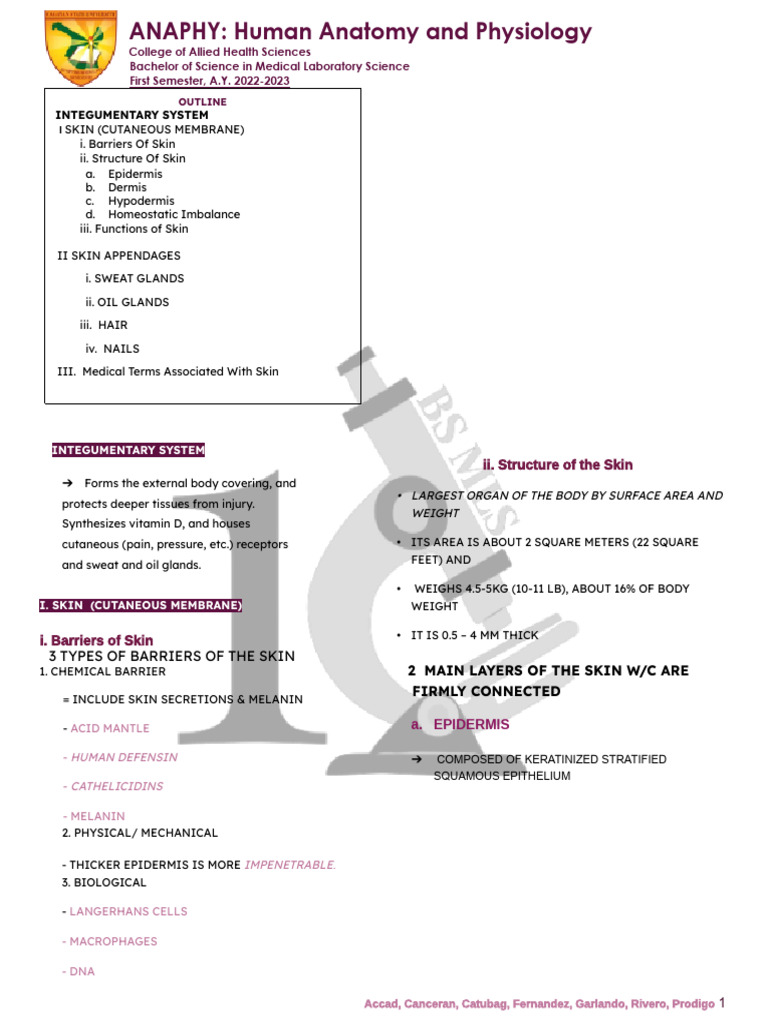 Anaphy Trans-2 Integumentary System | PDF | Skin | Integumentary System