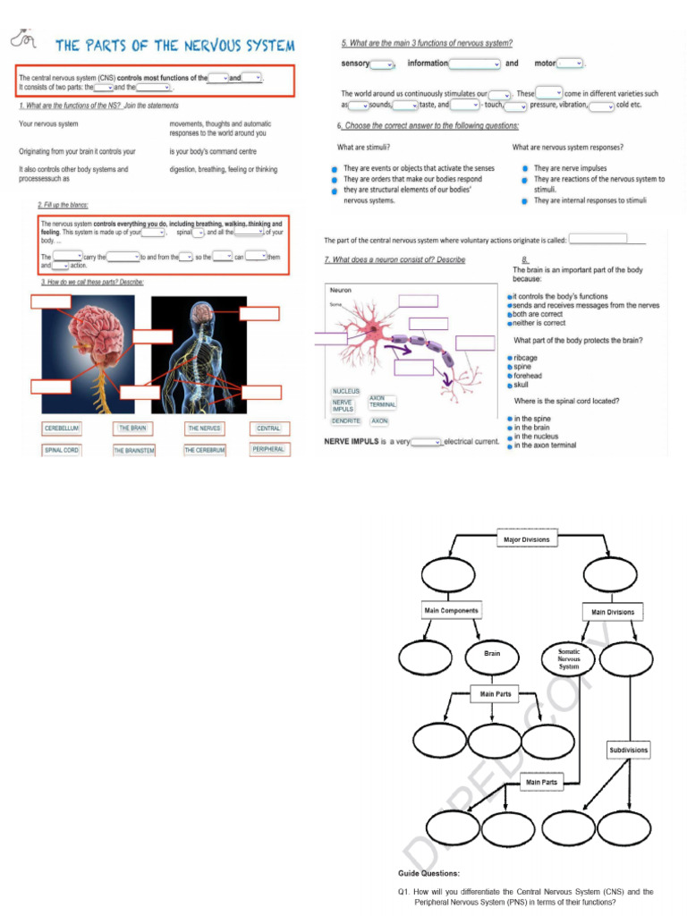 Nervous Act - Copy Final 2 | PDF