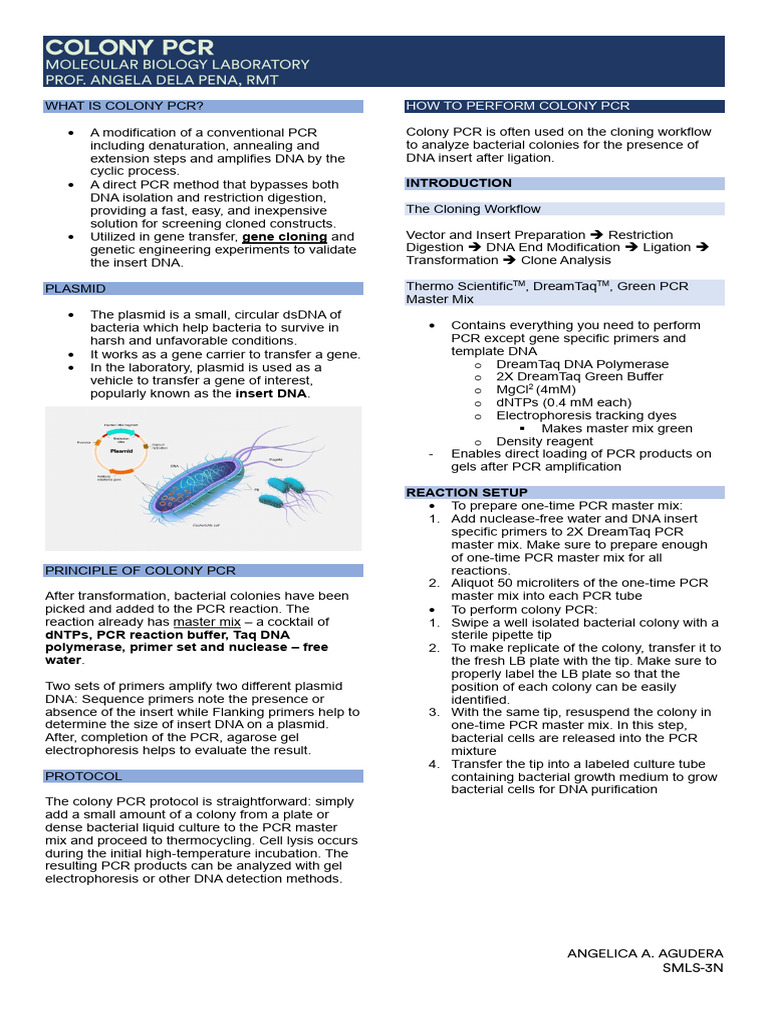 Colony PCR Molbio Lab | PDF | Polymerase Chain Reaction | Gel ...