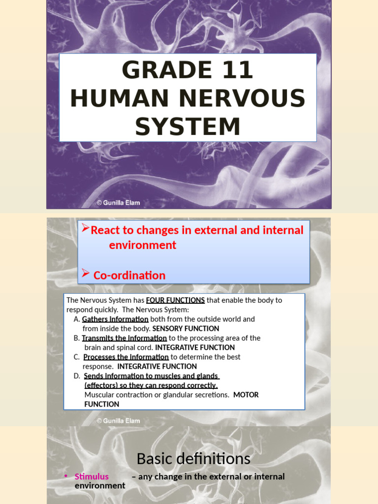 Grade 11 Human Nervous System Overview | PDF | Neuron | Nervous System