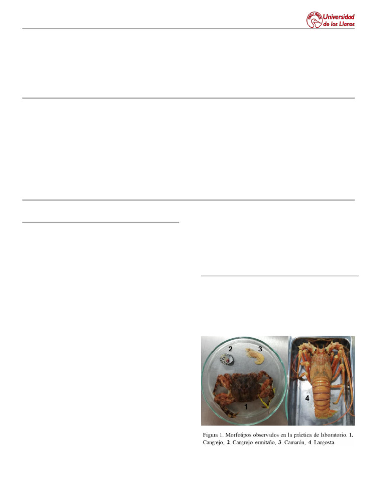 Morfología de Crustáceos Decápodos | PDF | Cangrejo | Crustáceo