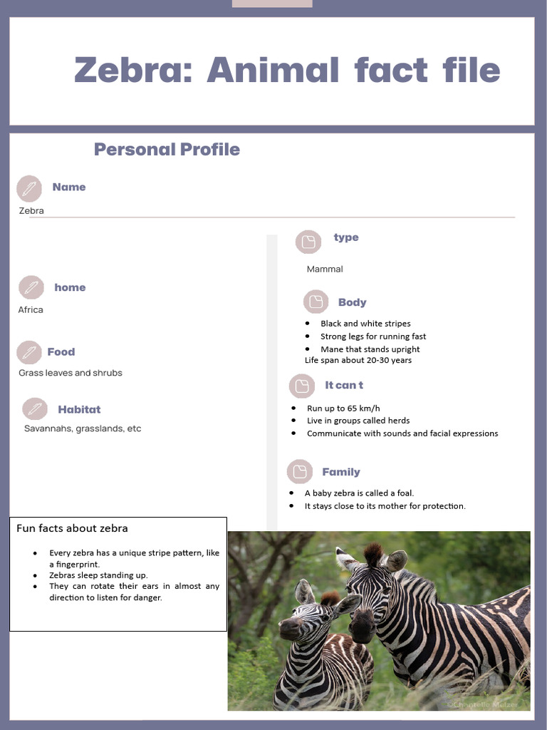 Zebra | PDF
