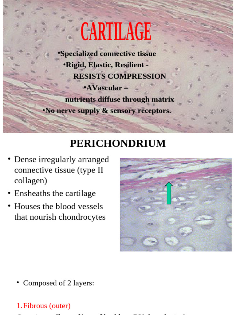 Unit 4 Cartilage | PDF | Cartilage | Extracellular Matrix